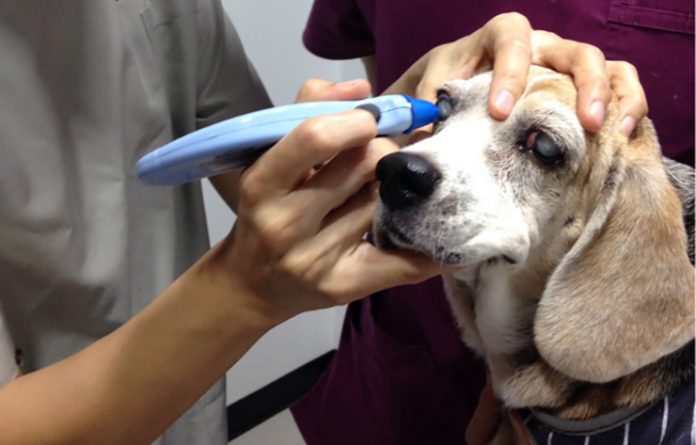 5 Common Dog Diseases Beagles Are Prone To - BeaglesWoof