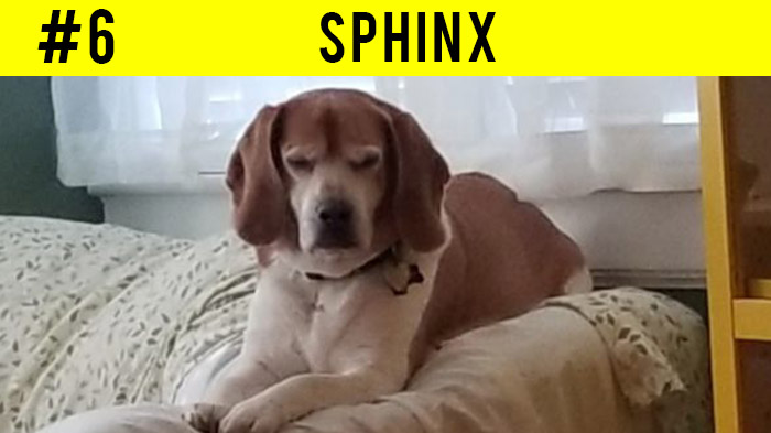 Dogs Sleeping Position Facts That Will Help You Understand Your Beagle ...