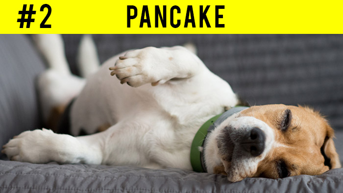 Dogs Sleeping Position Facts That Will Help You Understand Your Beagle ...