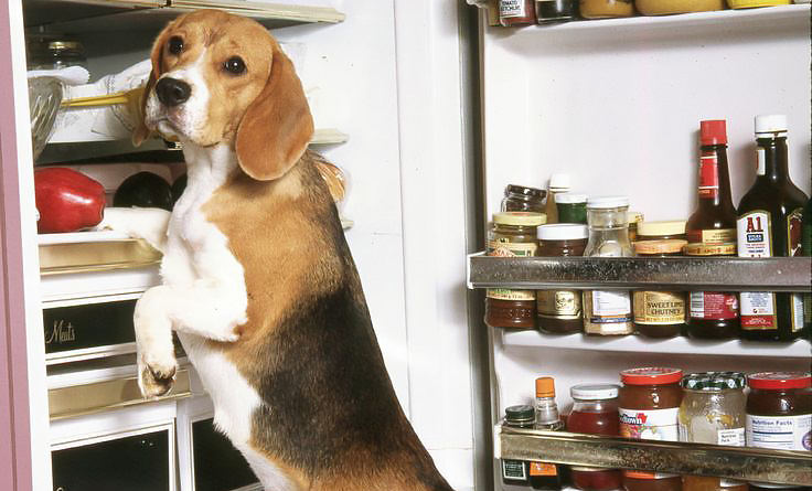 What Kind Of Dog Food Your Dog Is Allowed To Eat? | BeaglesWoof