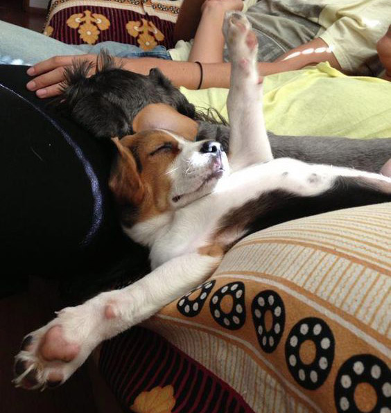 Dogs Sleeping Position Facts That Will Help You Understand Your Beagle ...