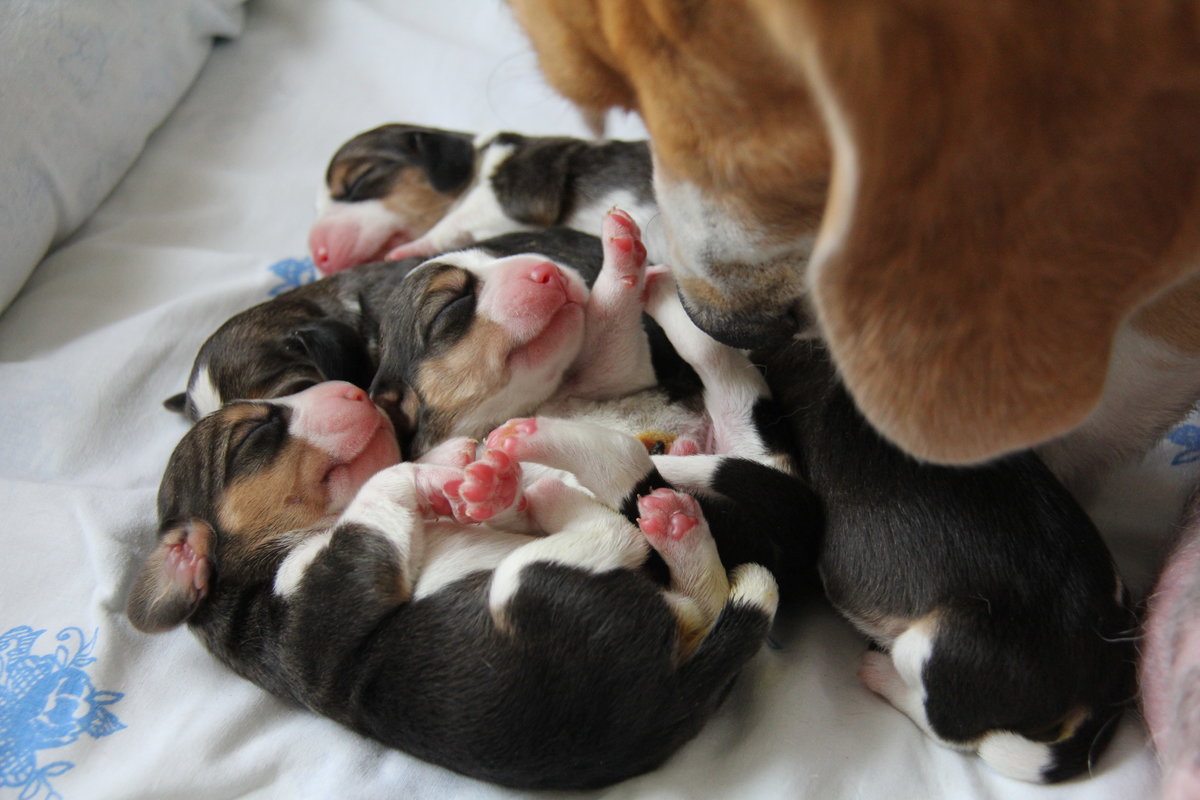 30 Adorable Dog Parents Posing With Their Newborn Puppies While ...