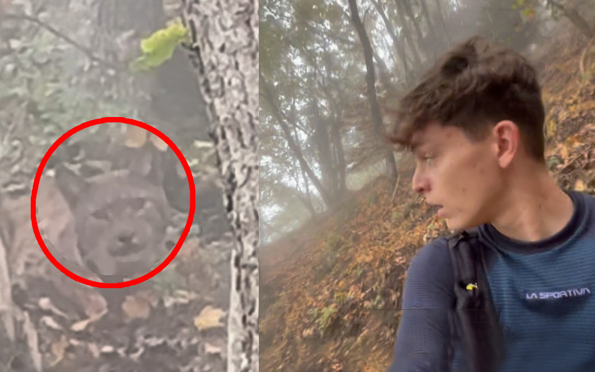 Isère : "POV : quand tu joues à cache-cache avec un lynx" – Un ...